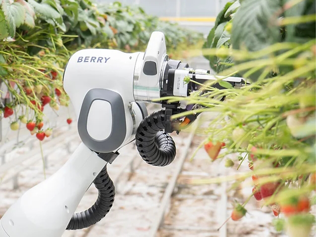 AI Berry คัดความสดส่งตรงผลไม้ 24 ชม | SKY ICT PUBLIC COMPANY LIMITED TH